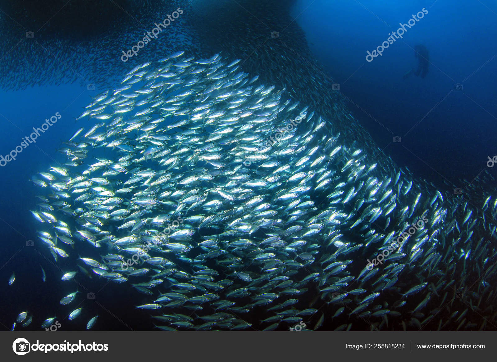 Sardine Run Moalboal Cebu Philippines Stock Photo by ©Andaman 255818234