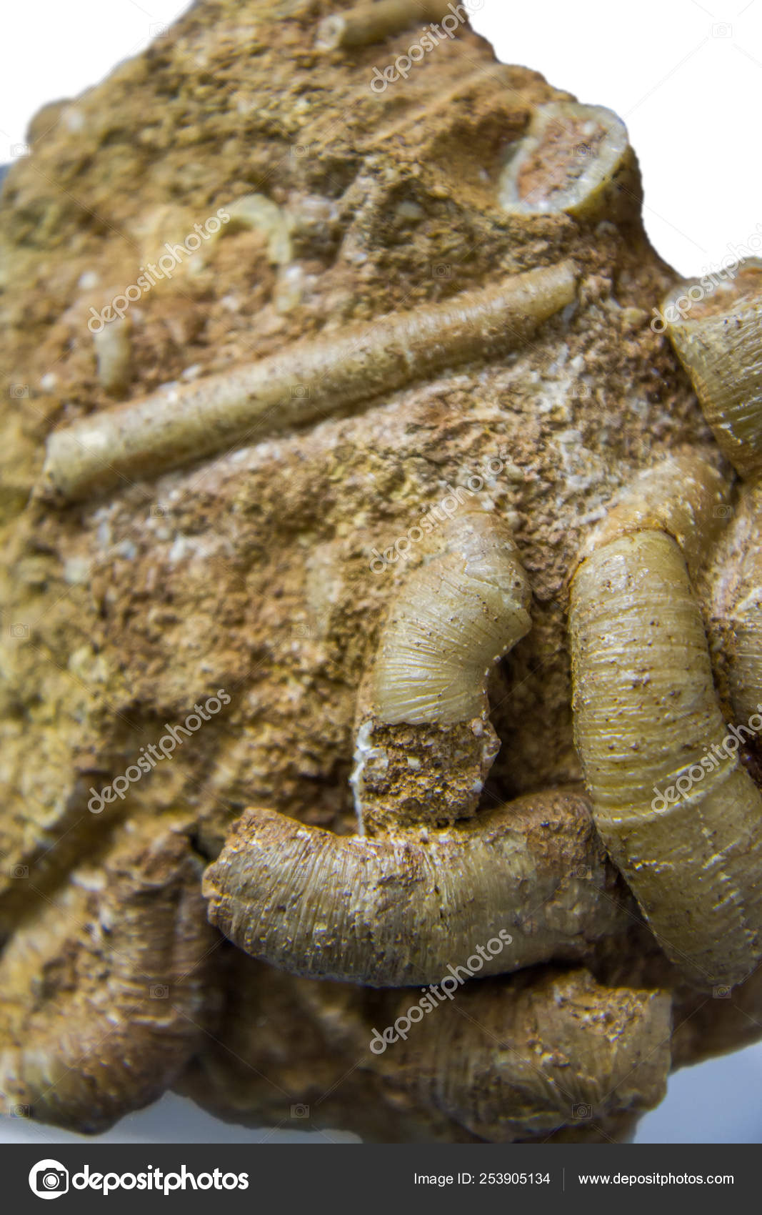 Fossilized worms in the rock — Stock Photo © vladislavgajic #253905134