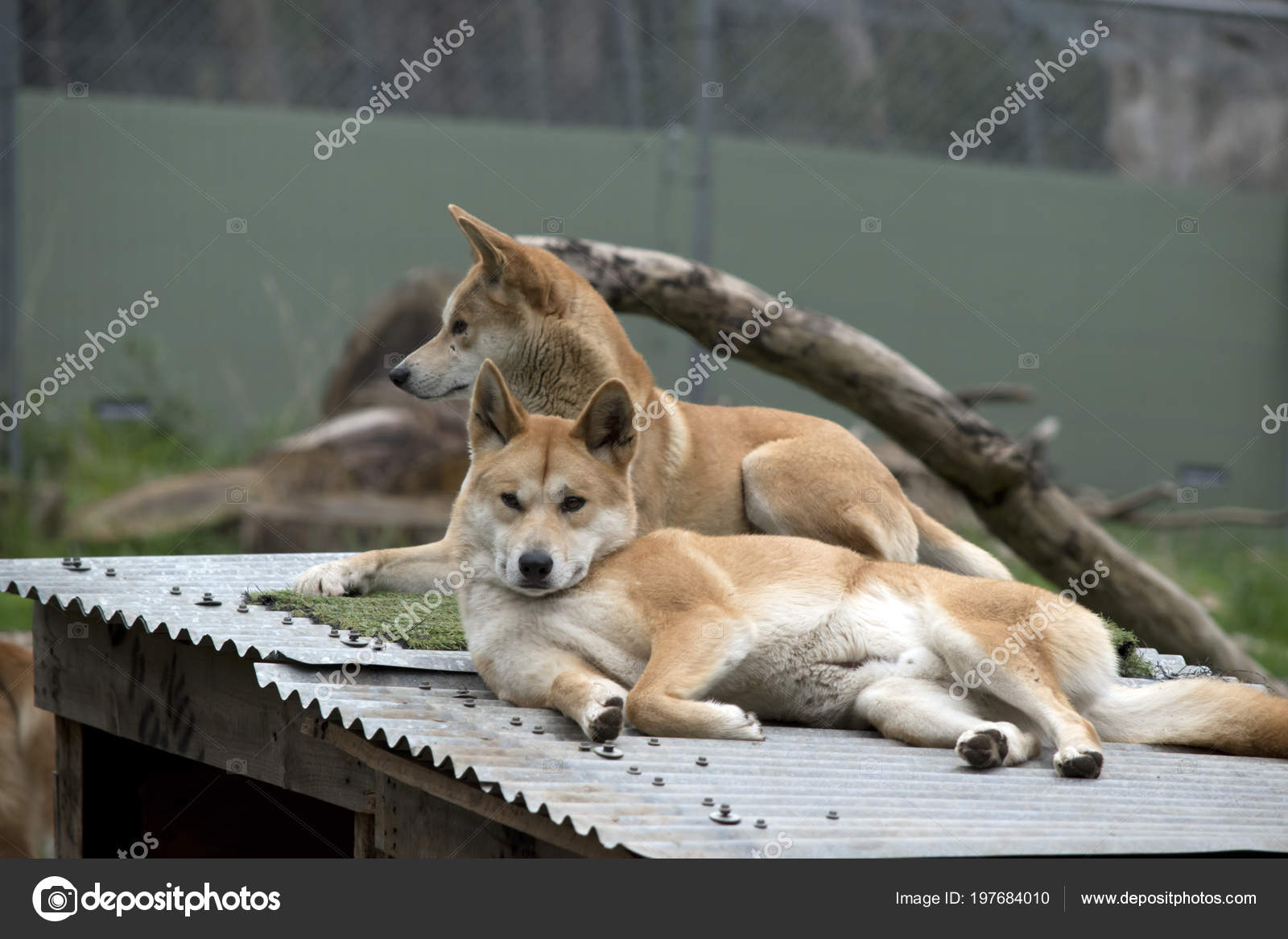 Two Golden Dingos Resting Tin Roof Stock Photo by ©ozflash 197684010