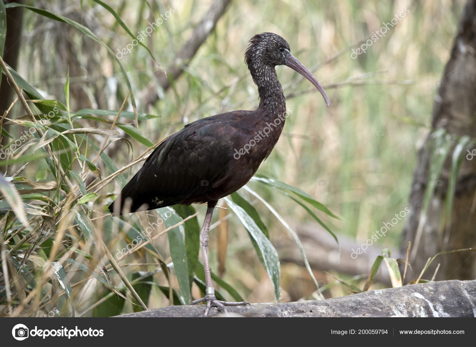 Sde View Glossy Ibis Standing One Leg Stock Photo by ©ozflash 200059794