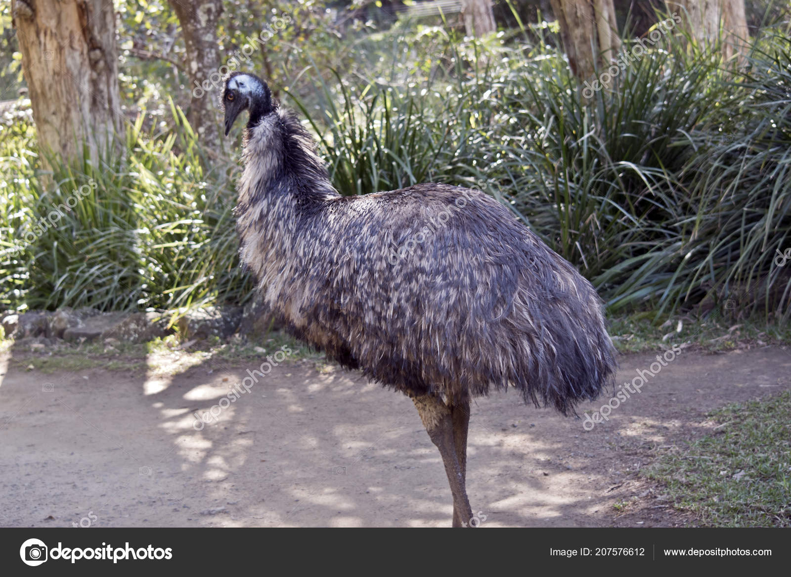 Side View Australian Emu Stock Photo by ©ozflash 207576612