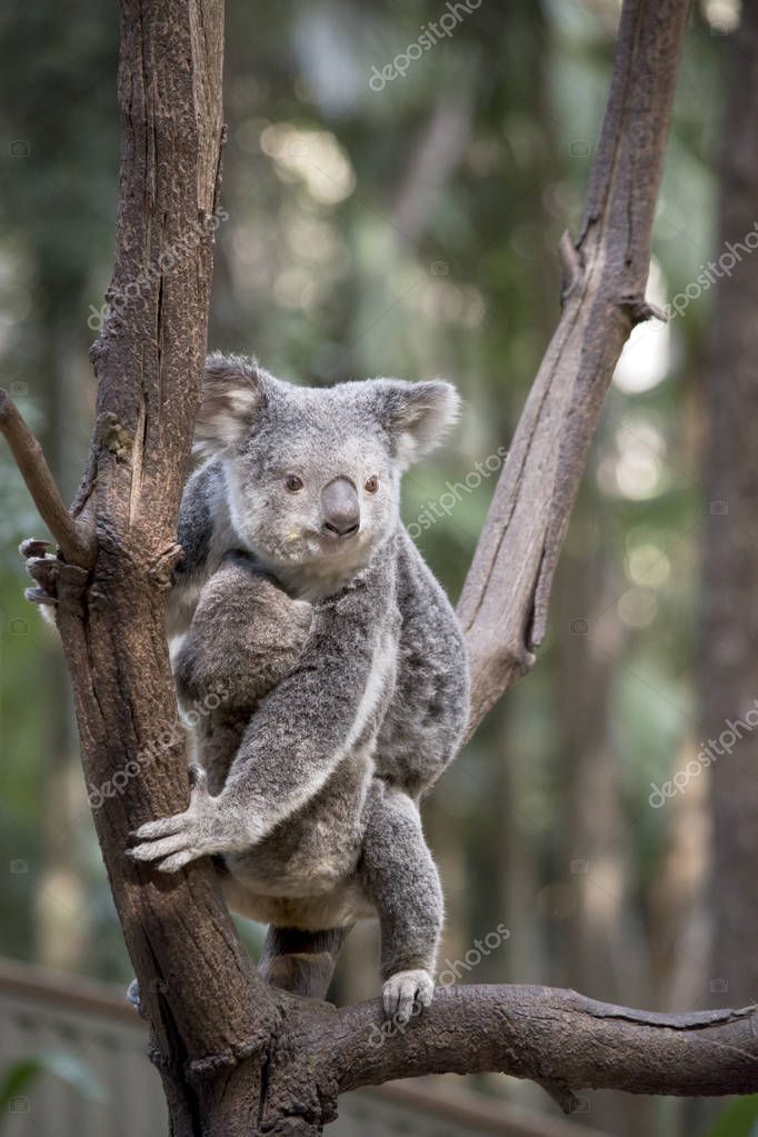 el koala está trepando a un árbol llevando a su joey 2022