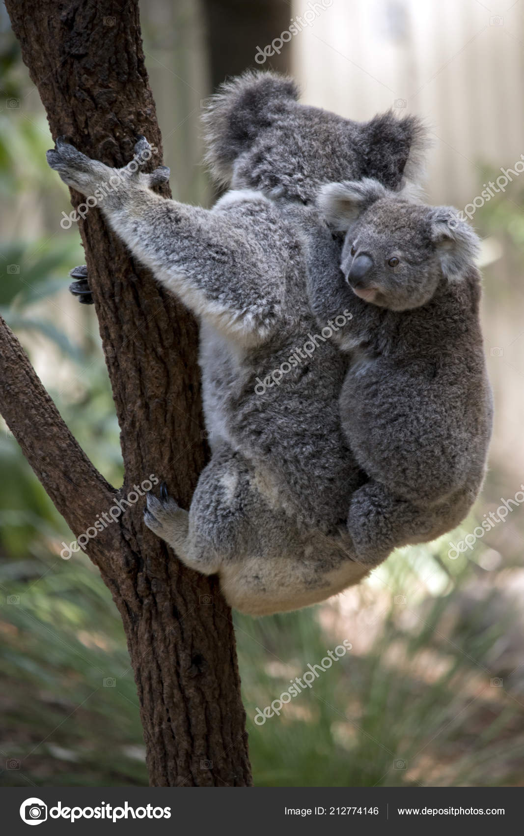 Joey Koala Riding His Mothers Back While She Climbs Tree — Stock Photo © ozflash #212774146