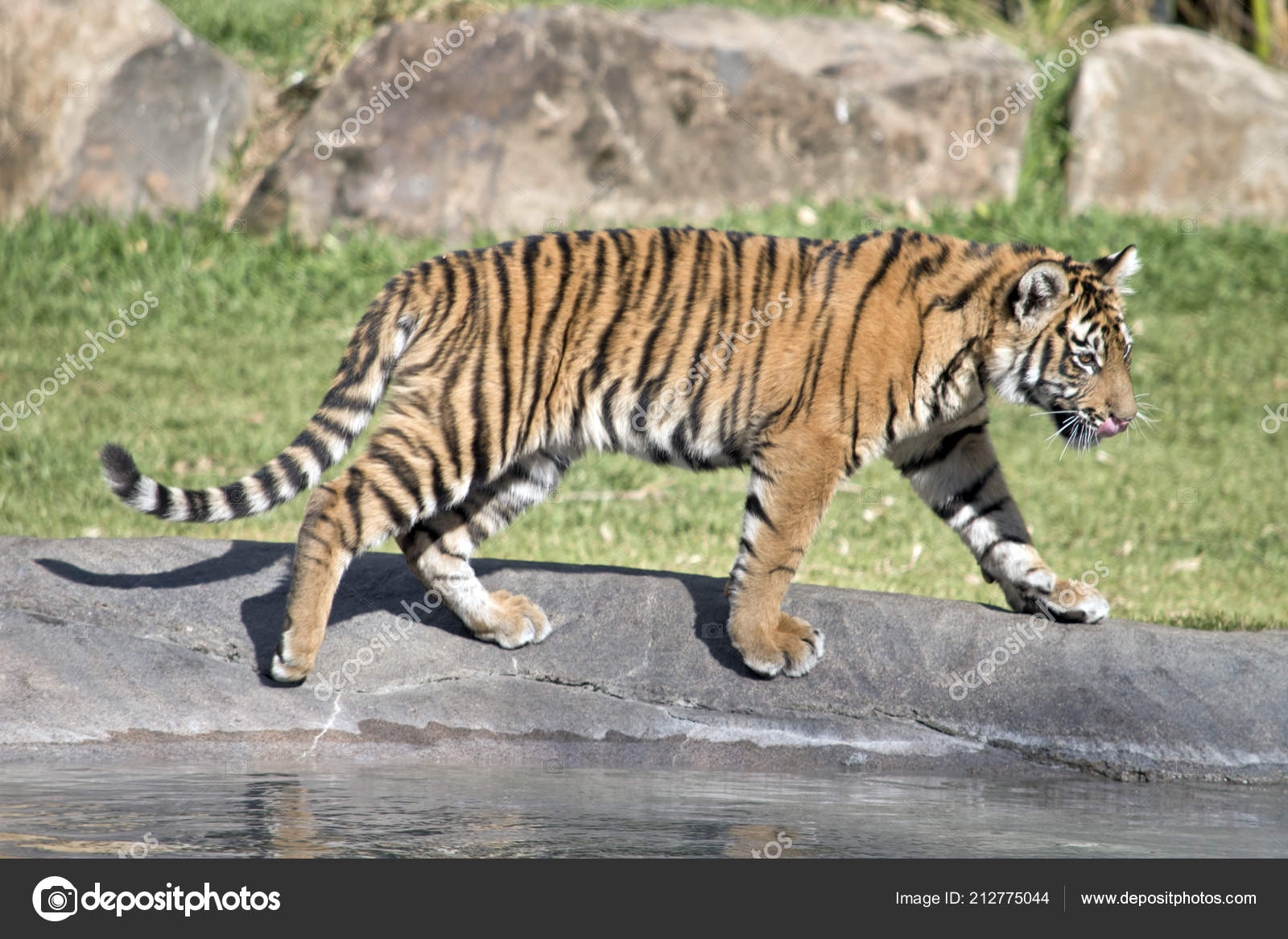 Tiger Walking Side View