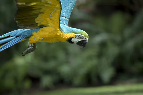 Guacamaya volando fotos de stock, imágenes de Guacamaya volando sin ...