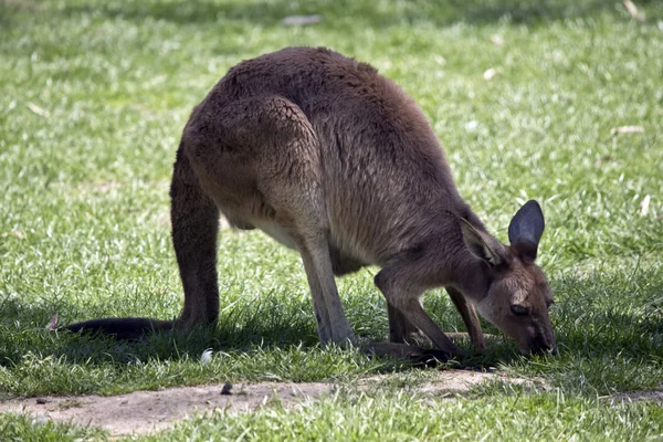 Roo Stock Photos, Royalty Free Roo Images | Depositphotos