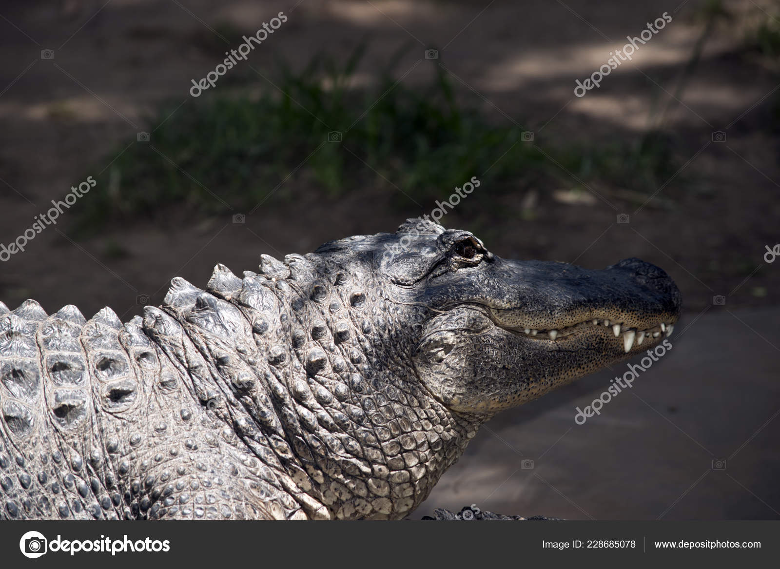 Alligator Side View
