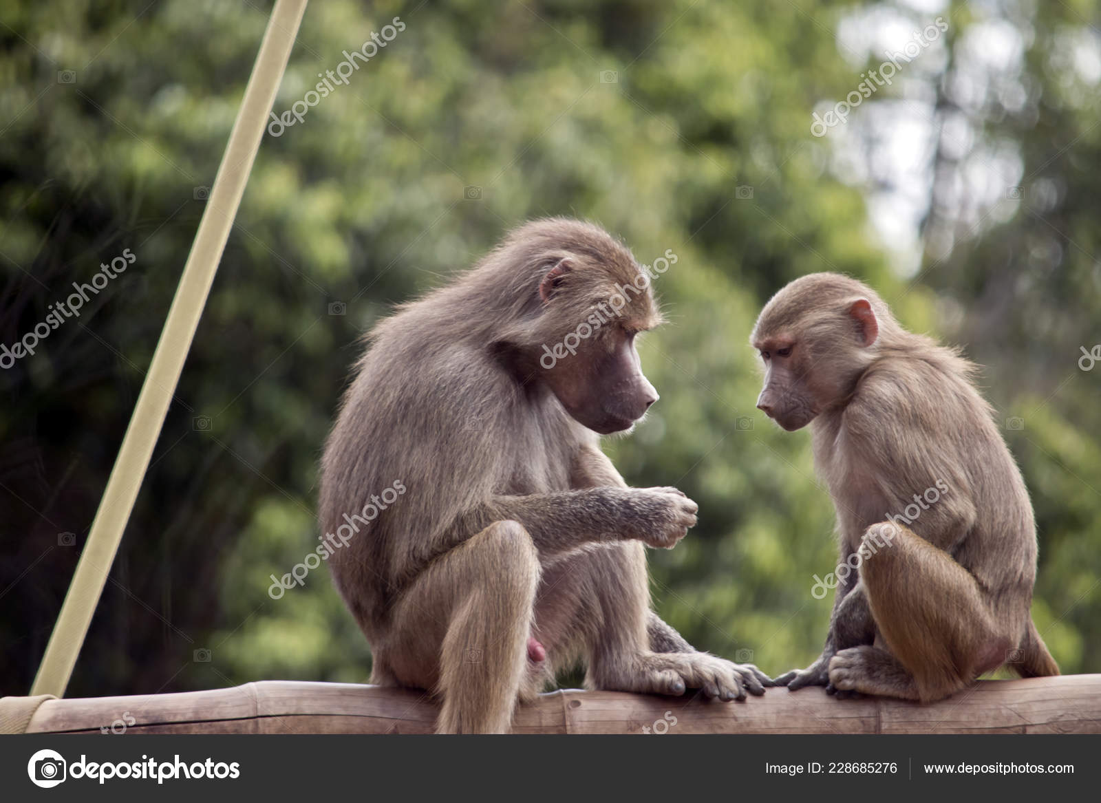 Young Baboons Sitting Log Talking Each Other Stock Photo by ©ozflash ...