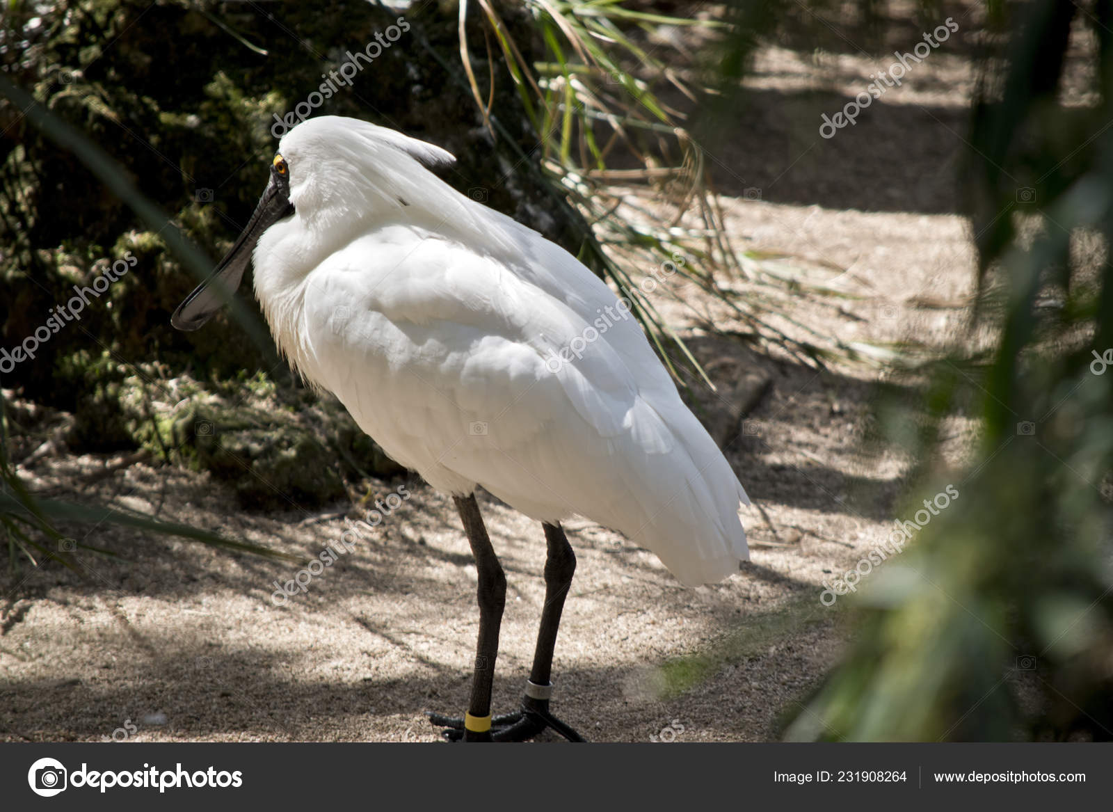 Royal Spoonbill Tall Bird Beak Shape Spoon — Stock Photo © ozflash ...
