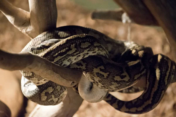 Close up of a carpet python — Stock Photo © ozflash #100045920