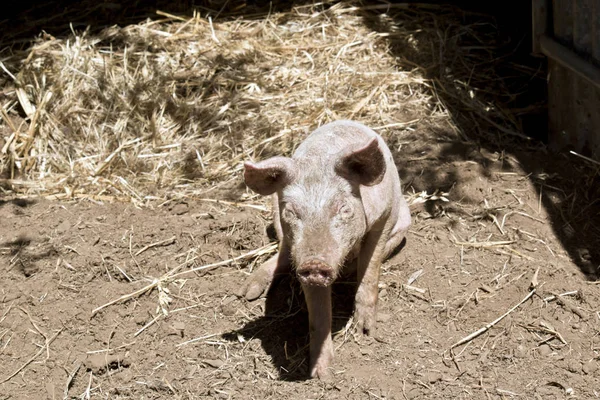 Pig sitting Images - Search Images on Everypixel