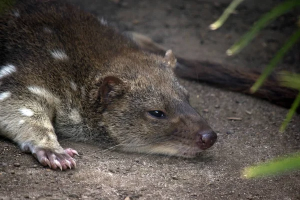 Quoll close up Stock Photo by ©ozflash 144412171