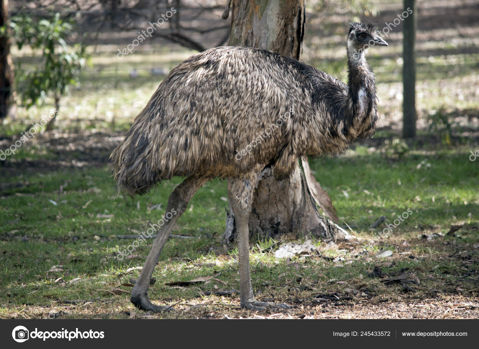 Side View Australian Emu Walking Parklands ⬇ Stock Photo, Image by ...
