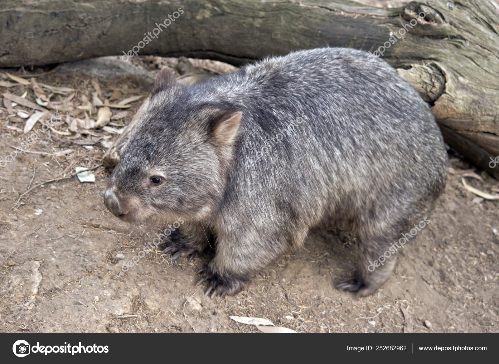 A common wombat — Stock Photo © ozflash #252682962