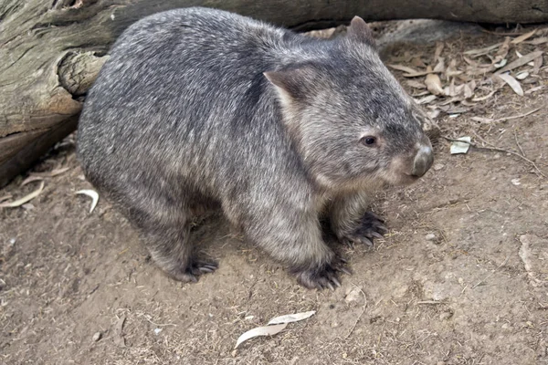Common wombat Stock Photos, Royalty Free Common wombat Images ...