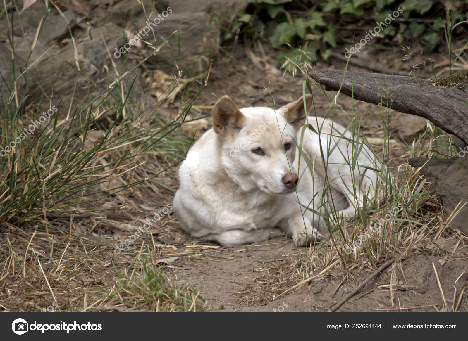 White Dingo Dog