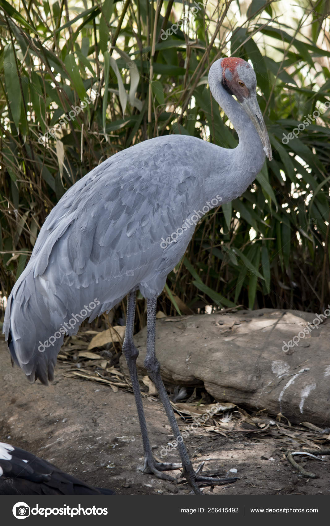 A tall brolga — Stock Photo © ozflash #256415492