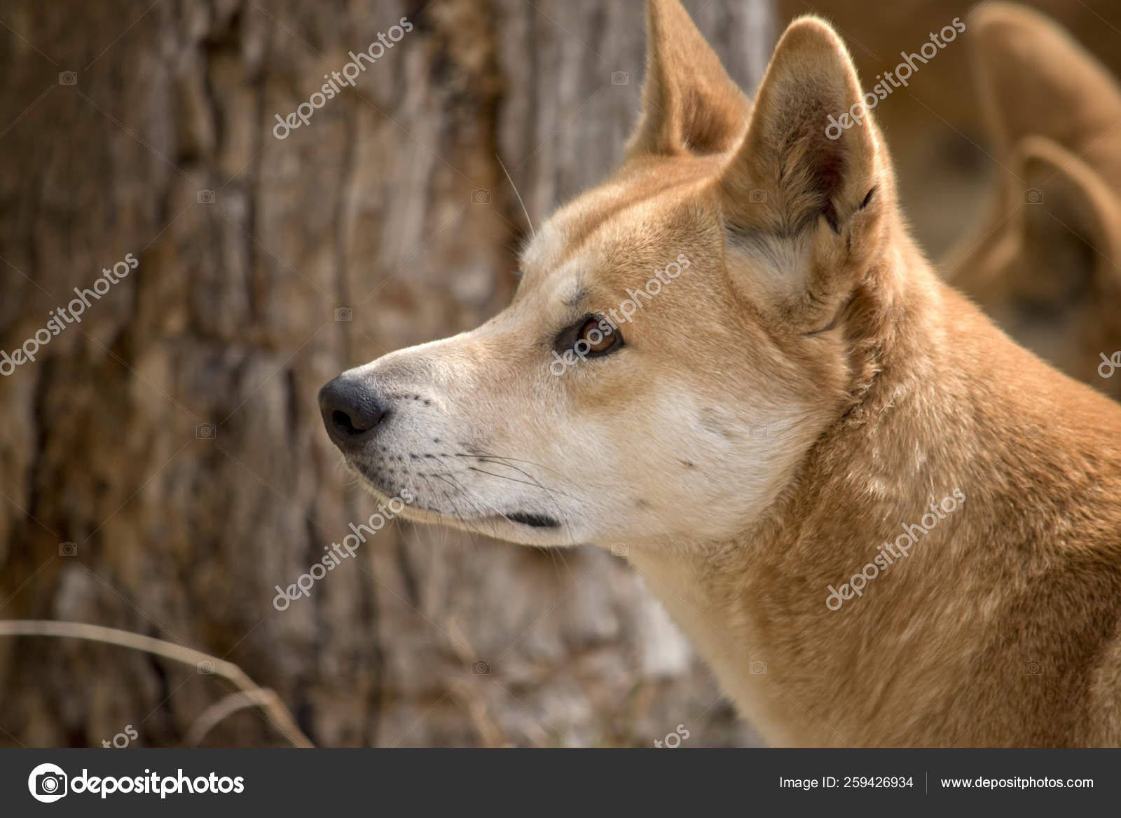 Dingo Side View