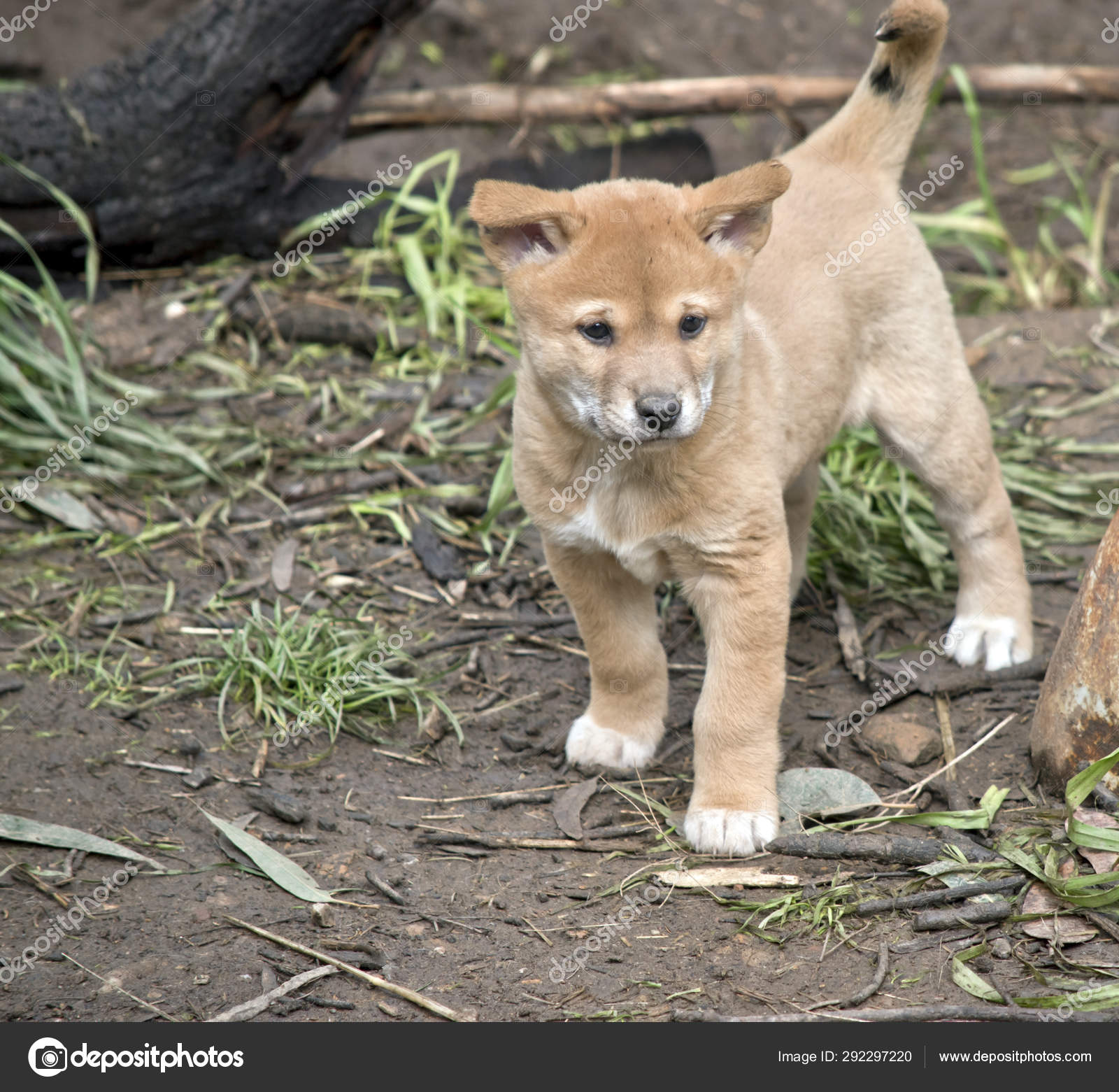 Cute Dingo Puppies