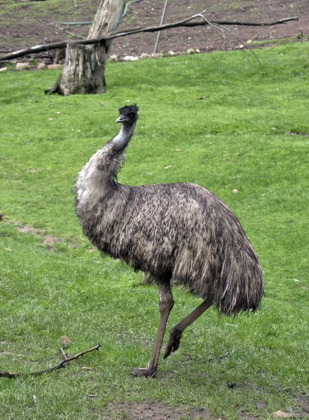 Australian emu Stock Photos, Royalty Free Australian emu Images ...