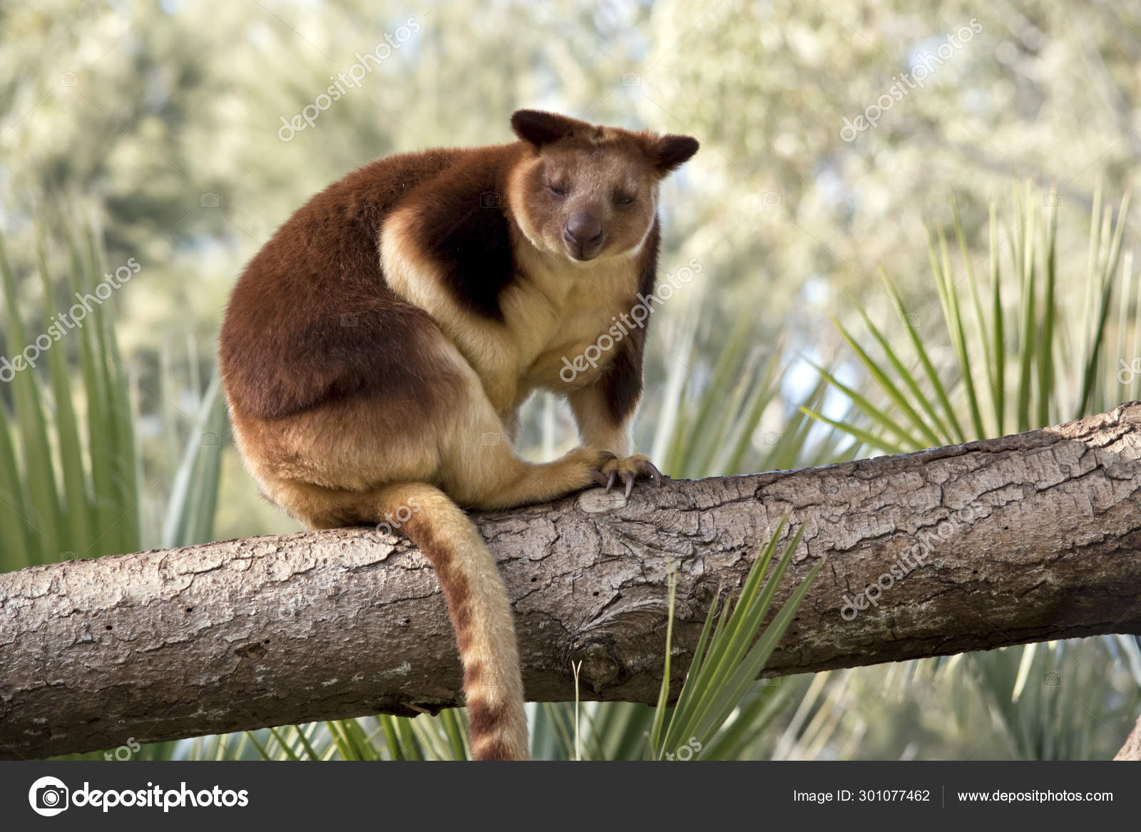 The tree kangaroo is the only kangaroo that can climb — Stock Photo ...