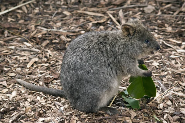 This is a side view of a quokka — Stock Photo © ozflash #306260928