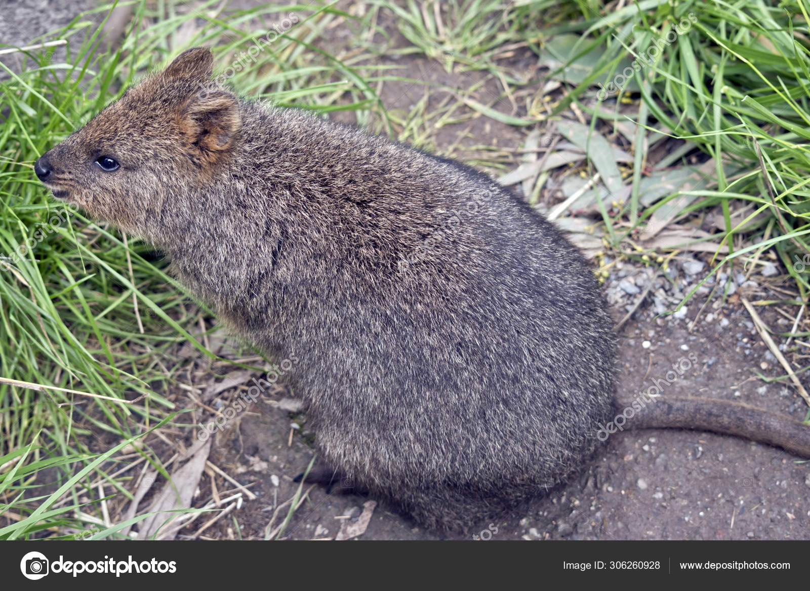 This is a side view of a quokka — Stock Photo © ozflash #306260928