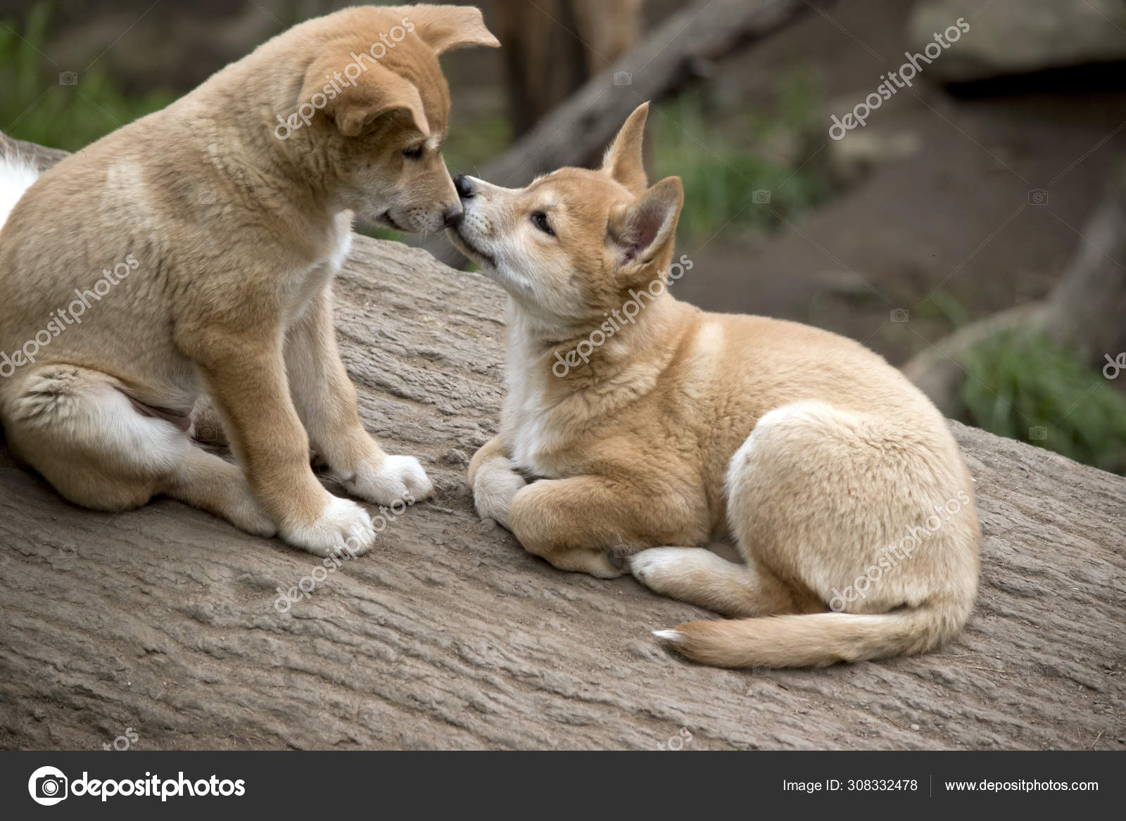 Dingo Pups
