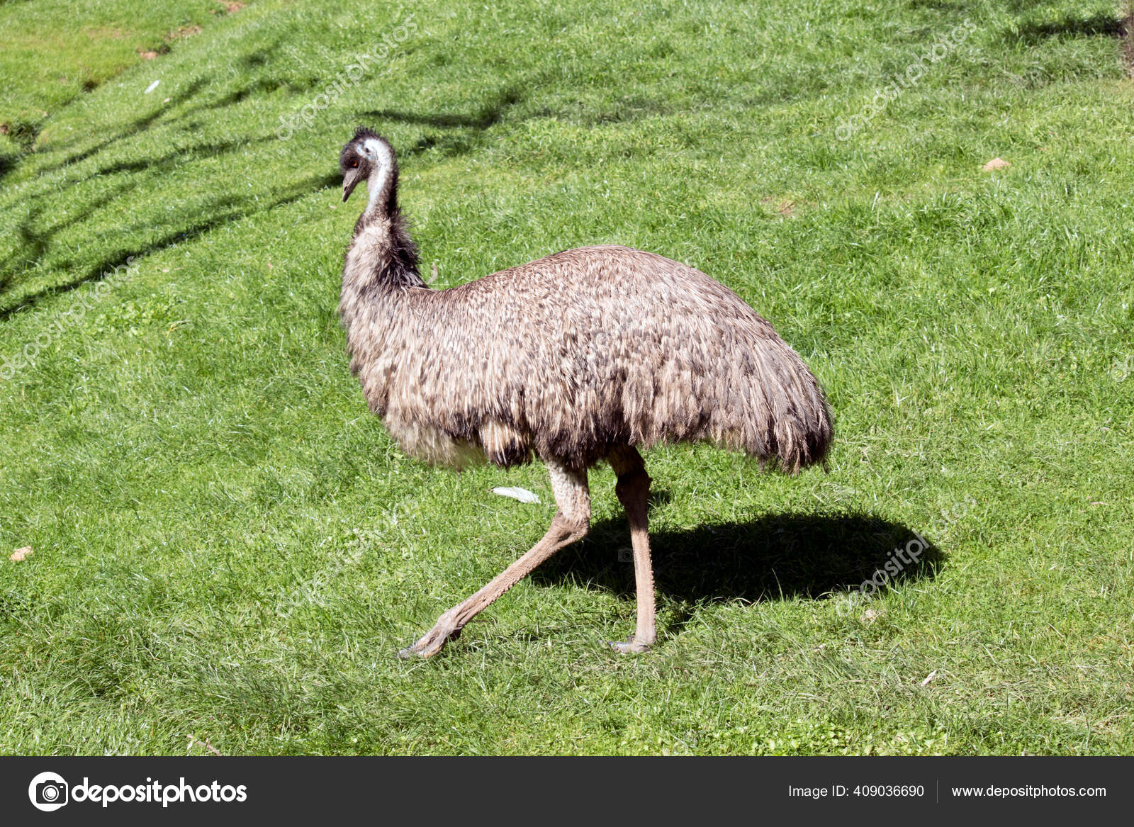 Close Emu — Stock Photo © ozflash #409036690