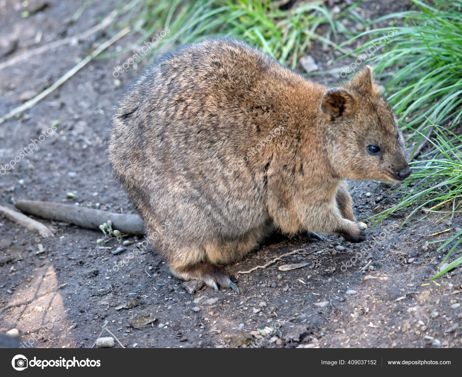Quokka Eating