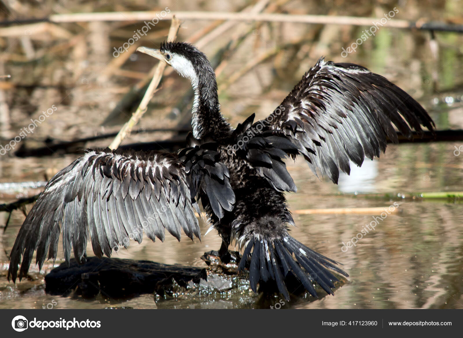 Cormorant Bird Feet