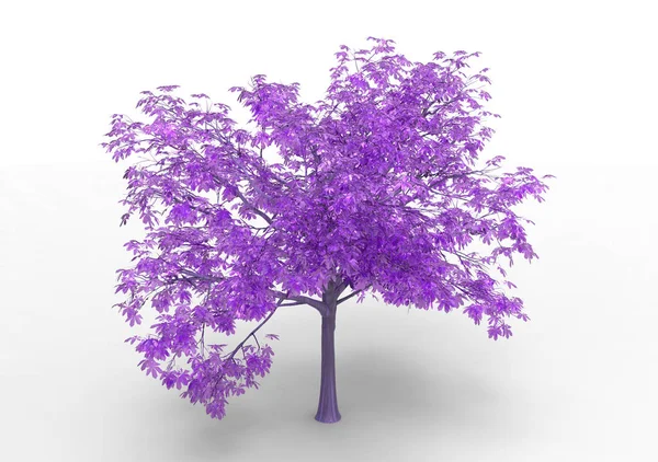 Arvore violeta Stock Photos, Royalty Free Arvore violeta Images ...