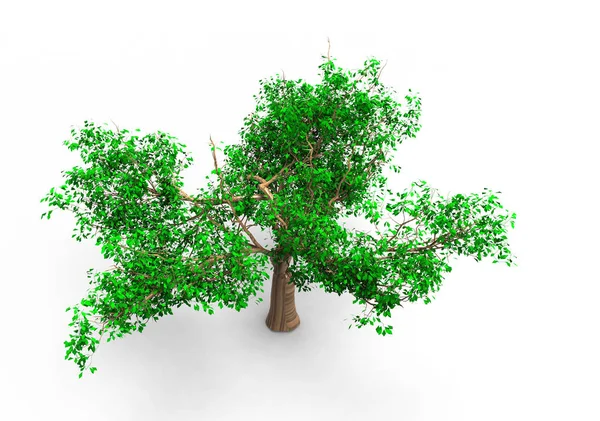 Maya tree Stock Photos, Royalty Free Maya tree Images | Depositphotos