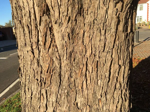tree trunk surface as background - Stock Image - Everypixel