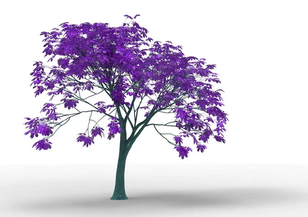 Arvore violeta Stock Photos, Royalty Free Arvore violeta Images ...