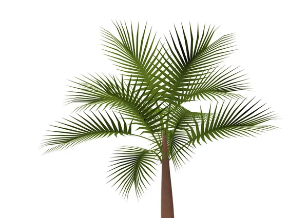 100,000 Chou palmiste nain Vector Images | Depositphotos