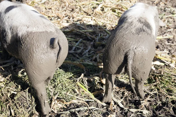 ᐈ Pigs to print stock pictures, Royalty Free pig backside images ...