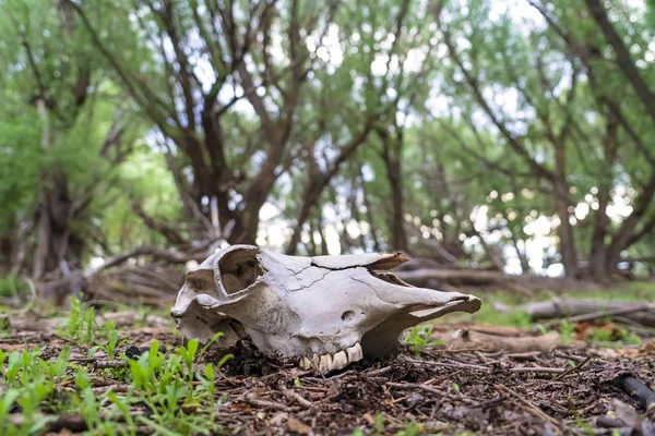 Animal skull in the forest floor with trees and sky in the blurred ...