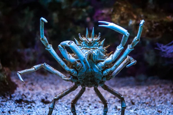 Aggressive crab Stock Photos, Royalty Free Aggressive crab Images ...