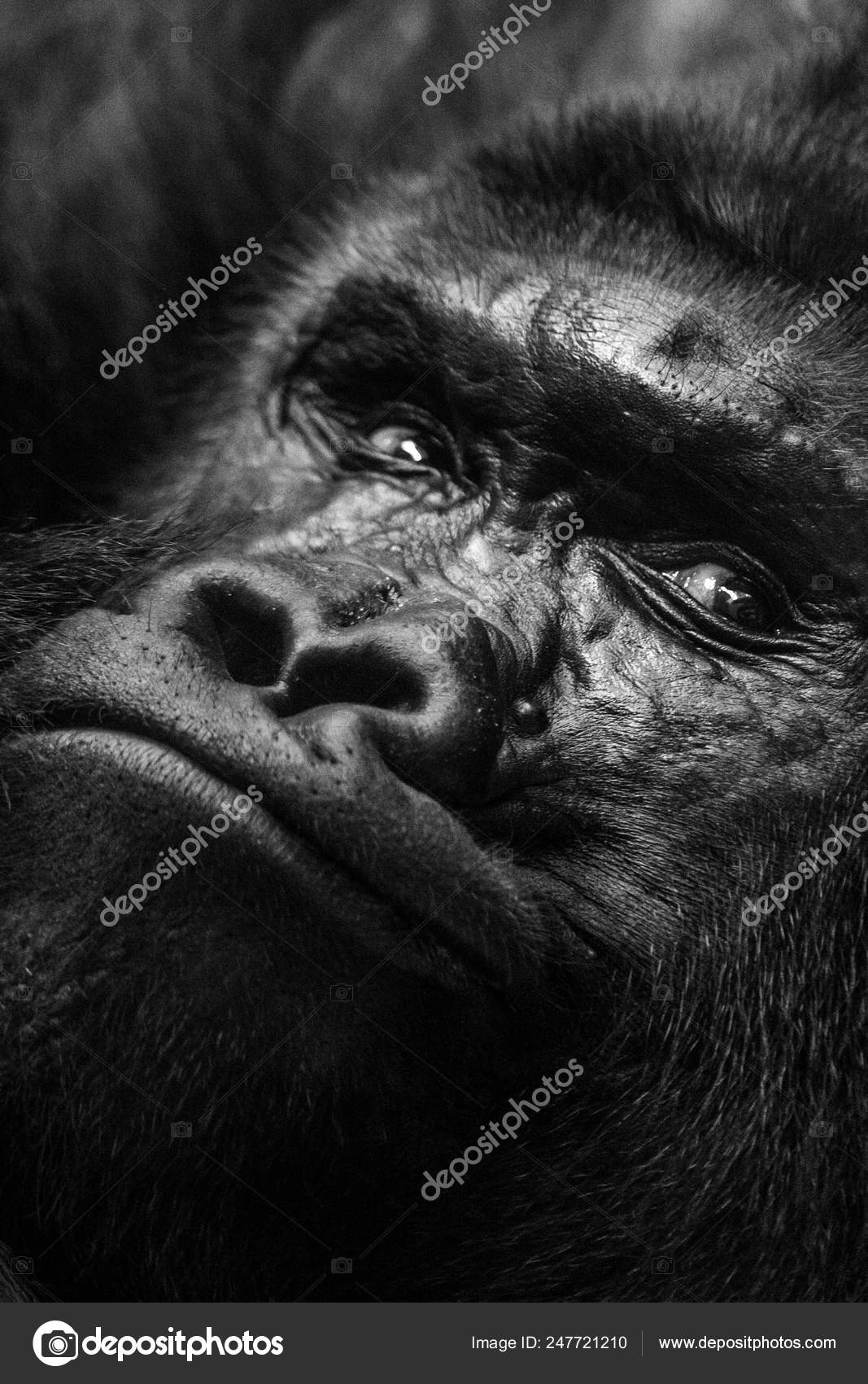 Gorilla apes, face in close-up view. — Stock Photo © viliam.mucha@gmail.com #247721210