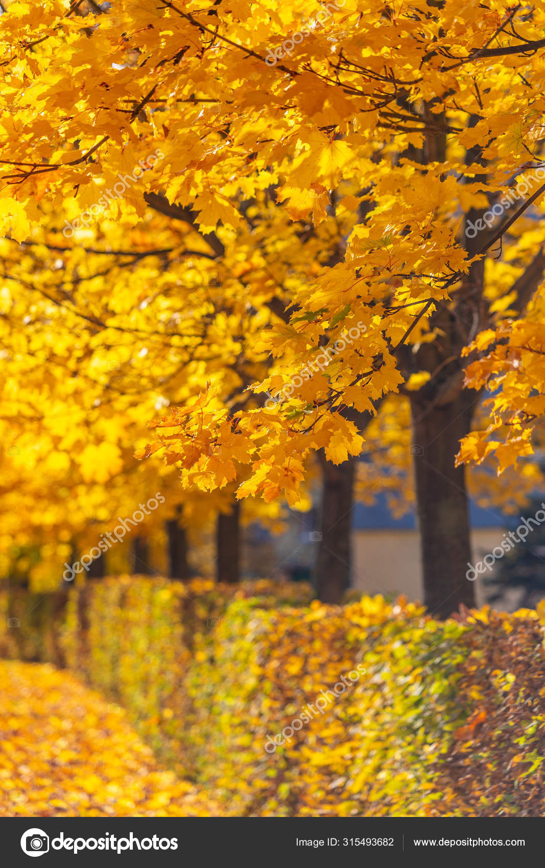 Blurry Fall Colored Trees