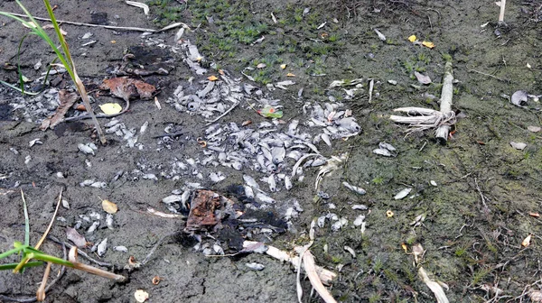 State of animal decomposition Stock Photos, Royalty Free State of ...