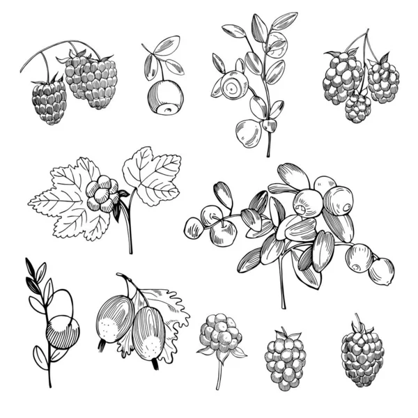 Hand Drawn Fruits Flowers Collection Ink Drawing Strawberries ...