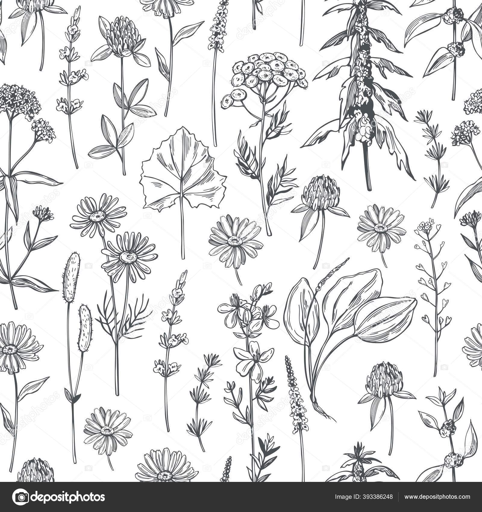 Hand Drawn Medicinal Herbs Vector Seamless Pattern Stock Vector Image by ©rraya #393386248