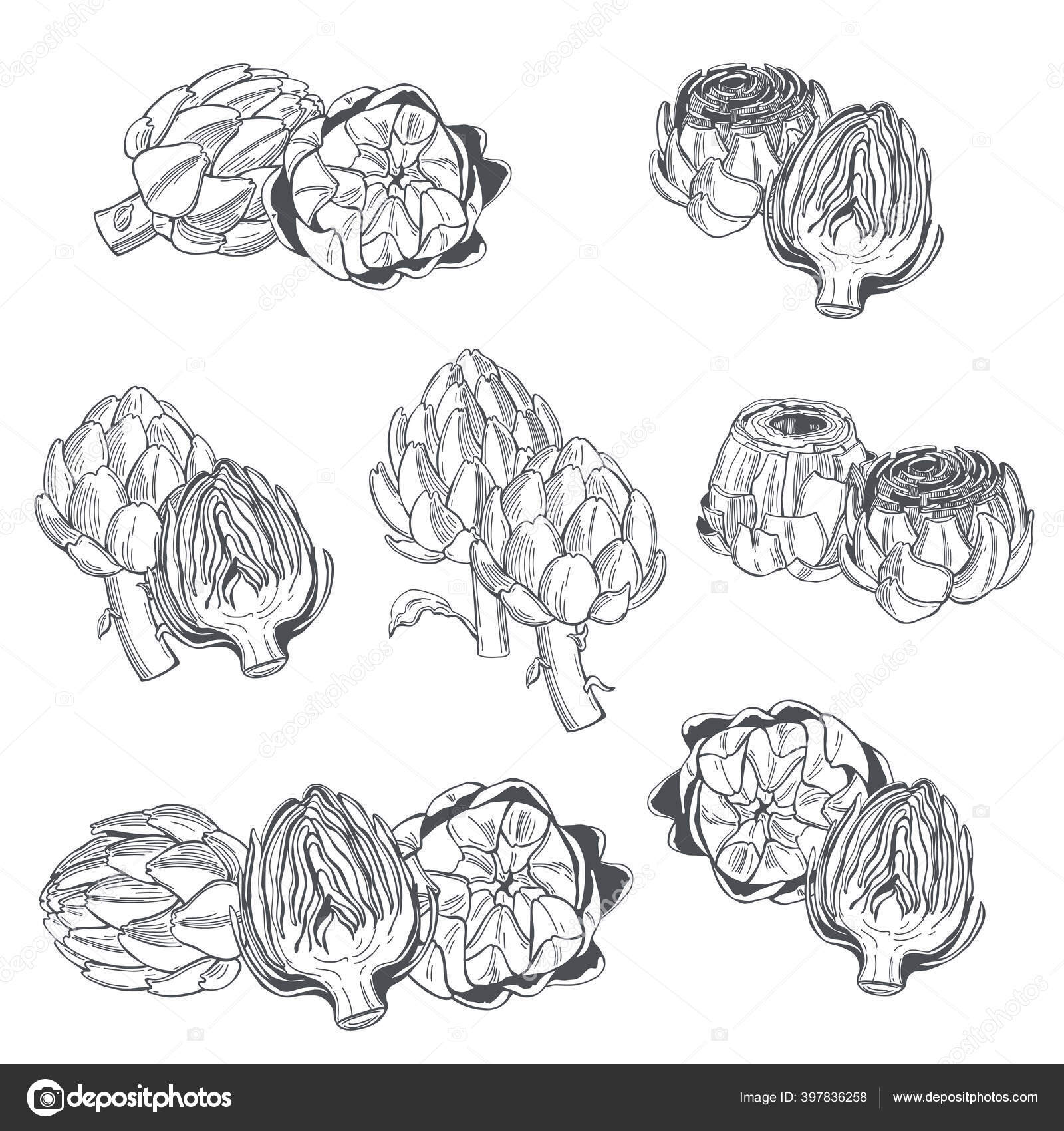 Alcachofa Dibujada Mano Sobre Fondo Blanco Dibujo Vectorial Ilustración Vector de stock ...