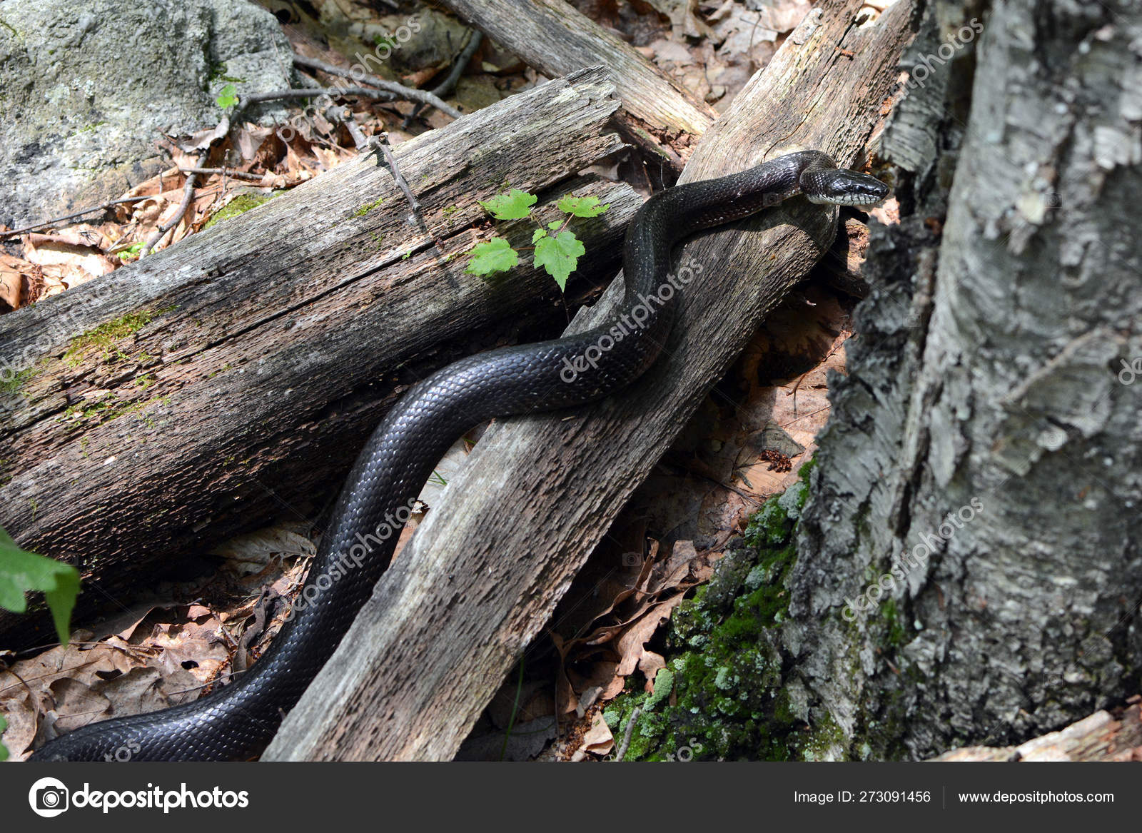 Black Rat Snake Norvin Green State Forest New Jersey Stock Photo by ...