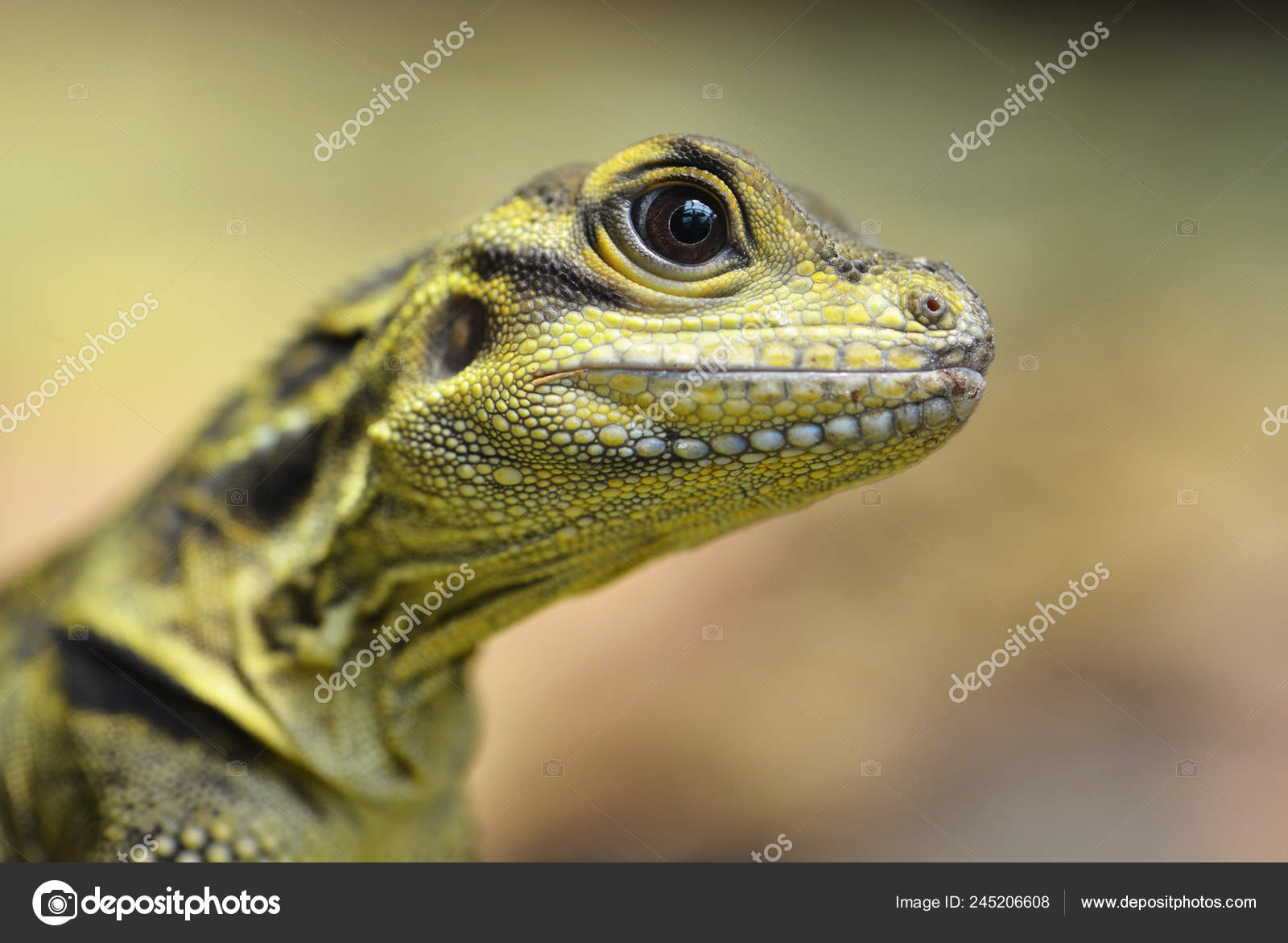 Philippine Sailfin Lizard Hydrosaurus Pustulatus Close Stock Photo by ...