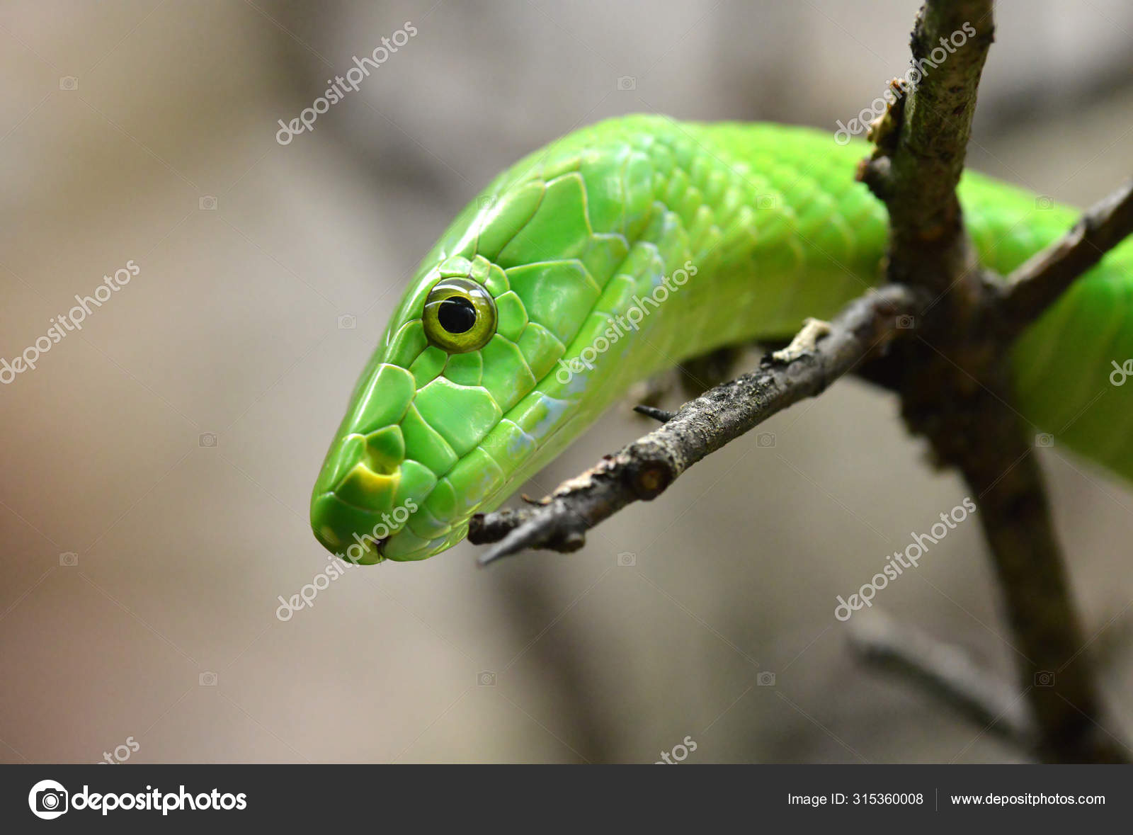 Western Green Mamba