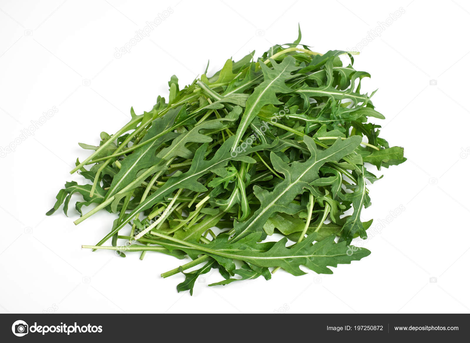 green fresh ruccola isolated on white background, close up studio shot ...