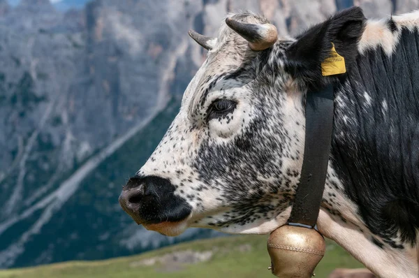 ᐈ Dairy cattle breeds stock pictures, Royalty Free milker photos ...